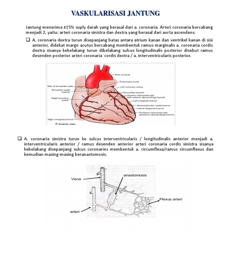LO 1 Vaskularisasi Jantung | PDF