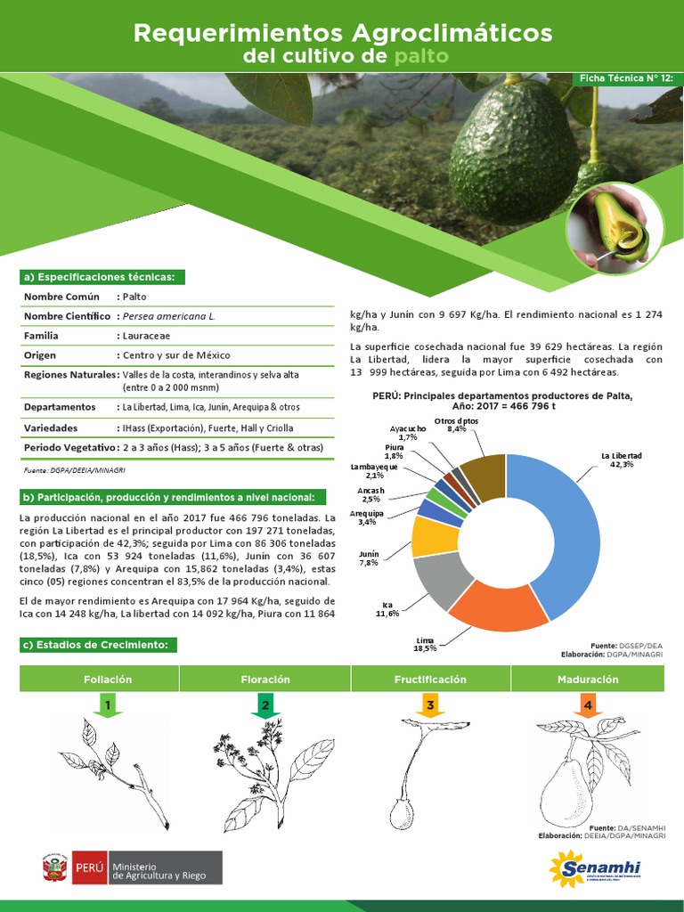 Ficha Tecnica12 Cultivo Palto PDF | PDF | Aguacate | Flores