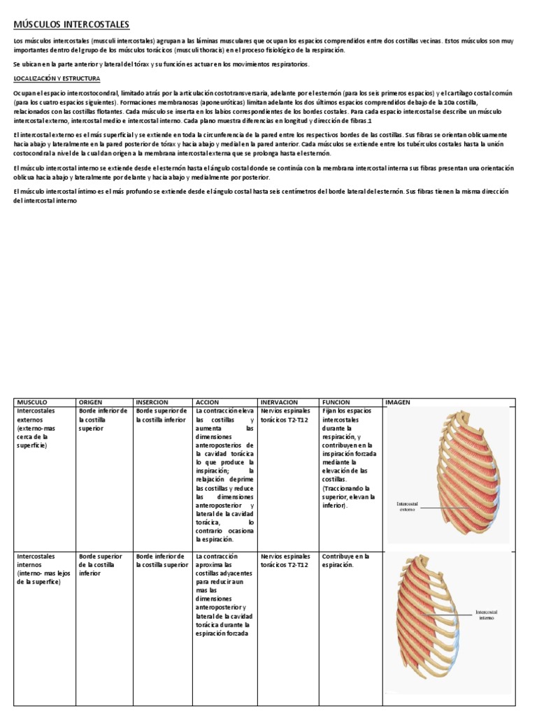 Músculos Intercostales | PDF | Tórax (anatomía humana) | Sistema ...
