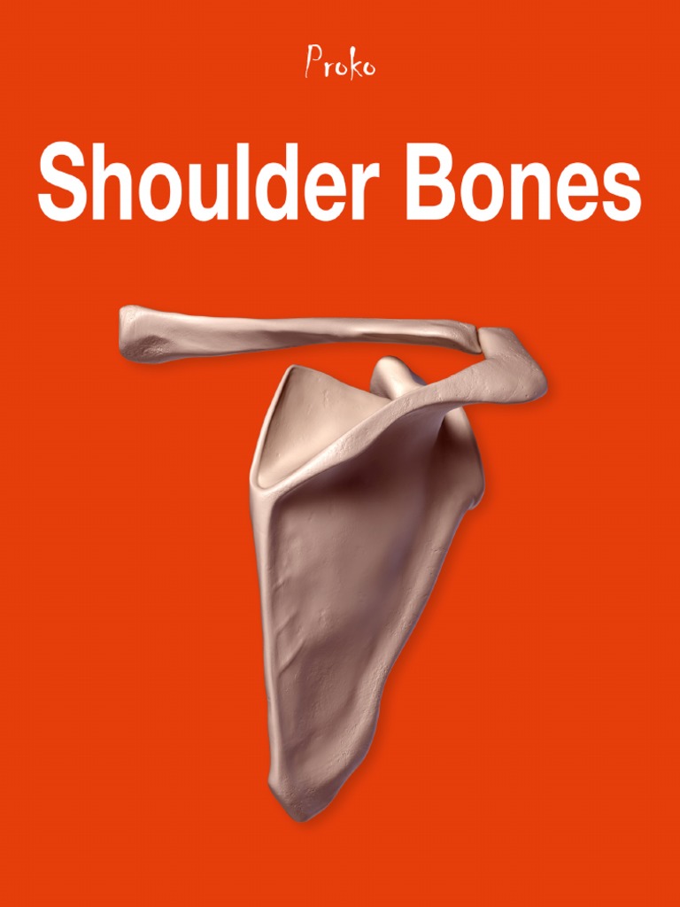 Proko Drawing 8 | PDF