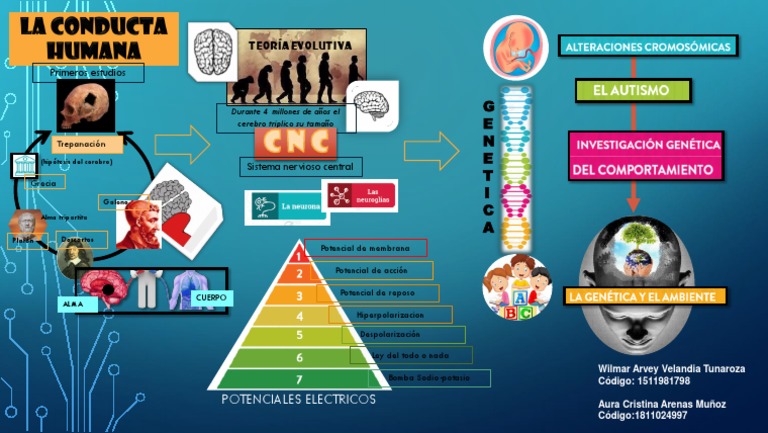 La Conducta Humana- Infografia