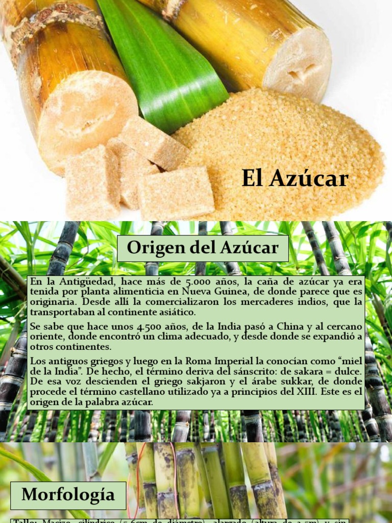 El Azúcar | PDF | Sacarosa | Hoja