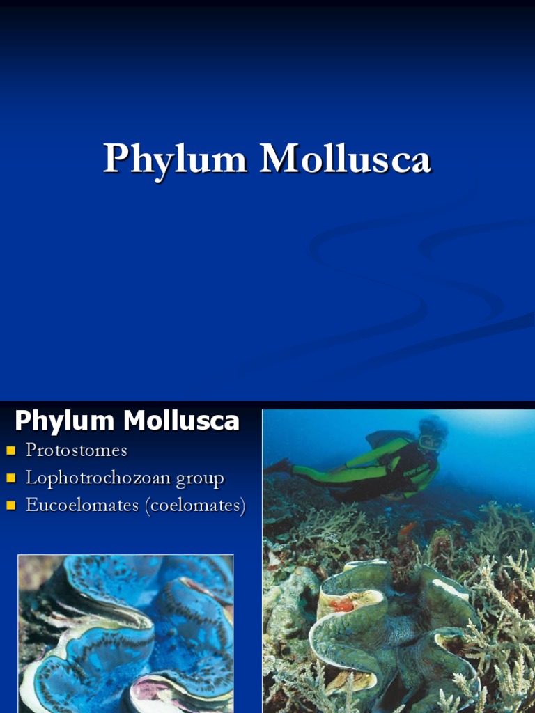 Molusca | PDF | Mollusca | Bivalvia