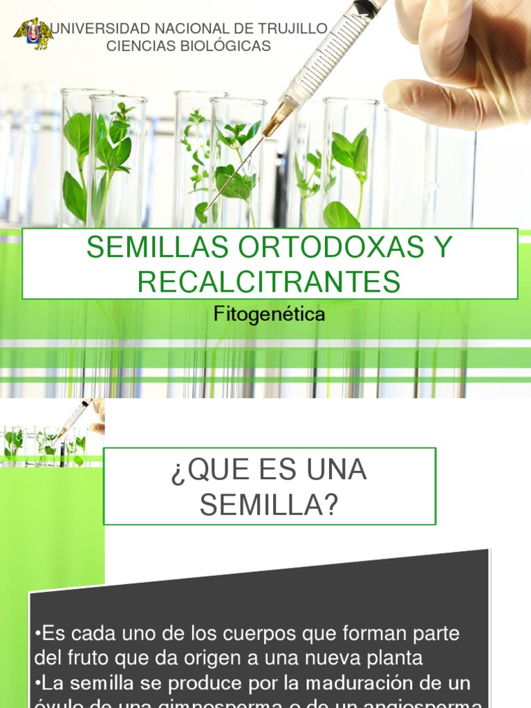 Semillas Ortodoxas y Recalcitrantes | Garbanzo | Semilla