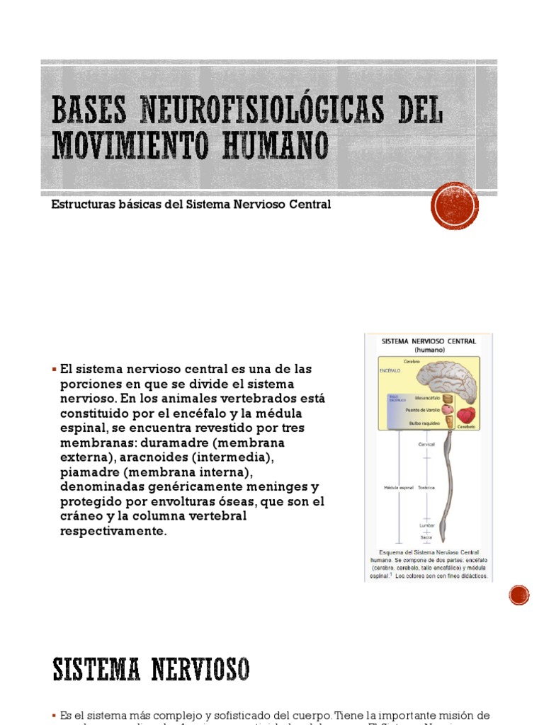 Bases Neurofisiológicas Del Movimiento Humano | PDF | Sistema nervioso ...
