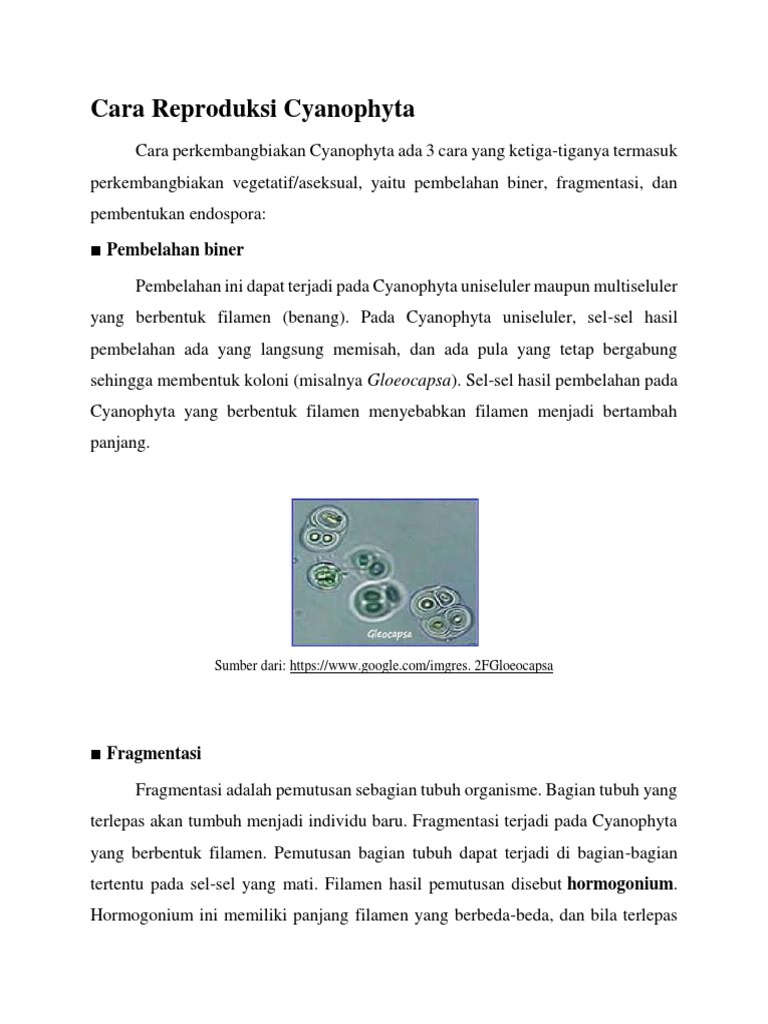 Cara Reproduksi Cyanophyta | PDF