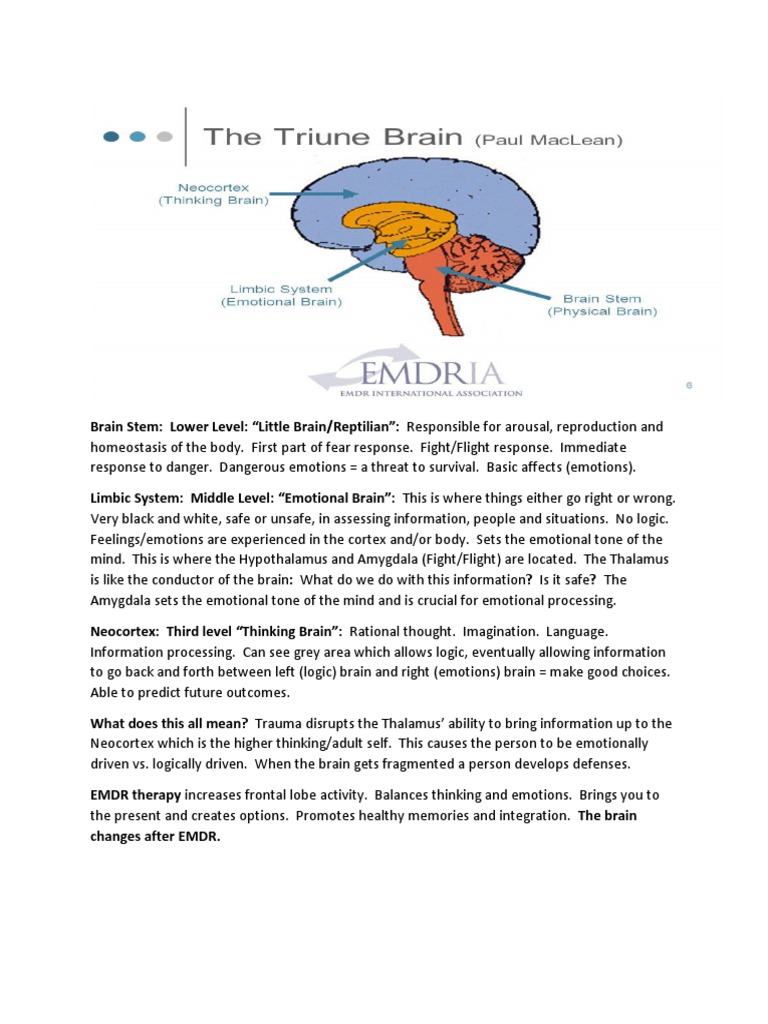 3 Levels of The Brain (EMDR) | PDF