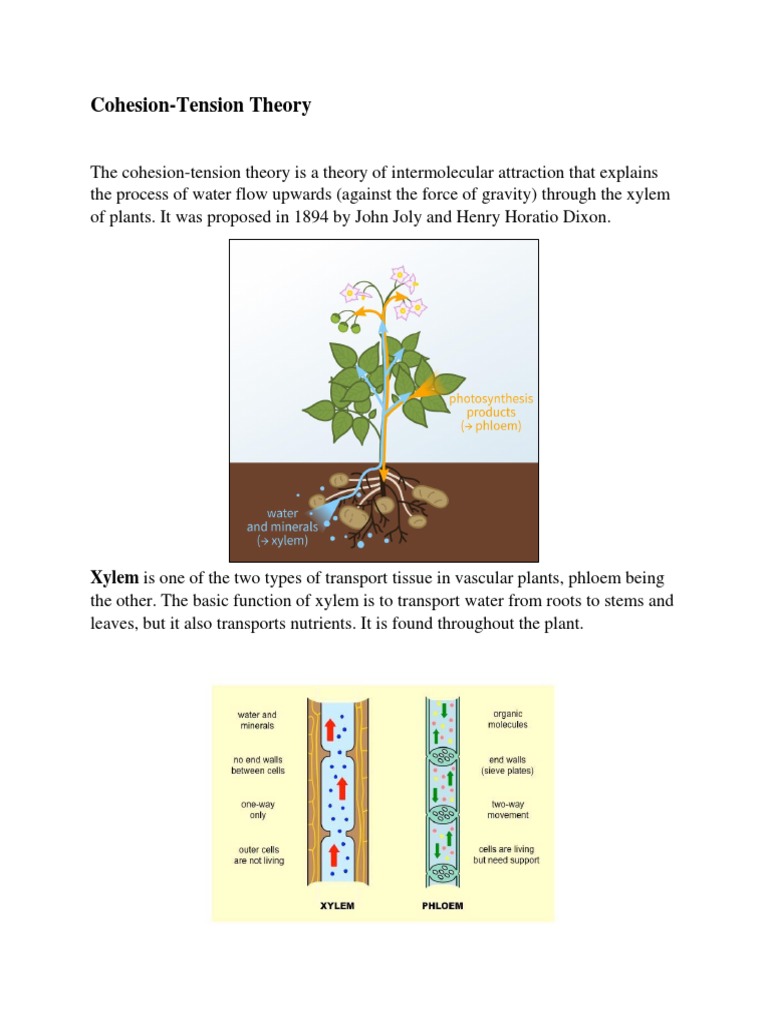 Cohesion Of Water In Plants