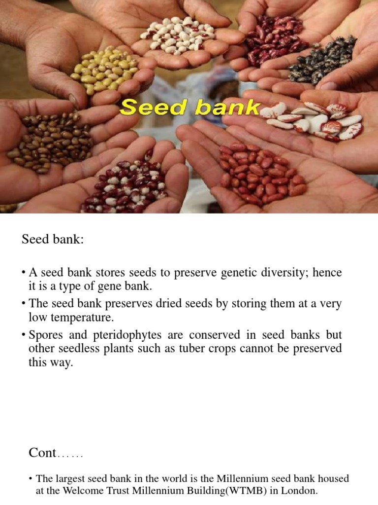 Seed Bank | PDF | Seed | Ecology