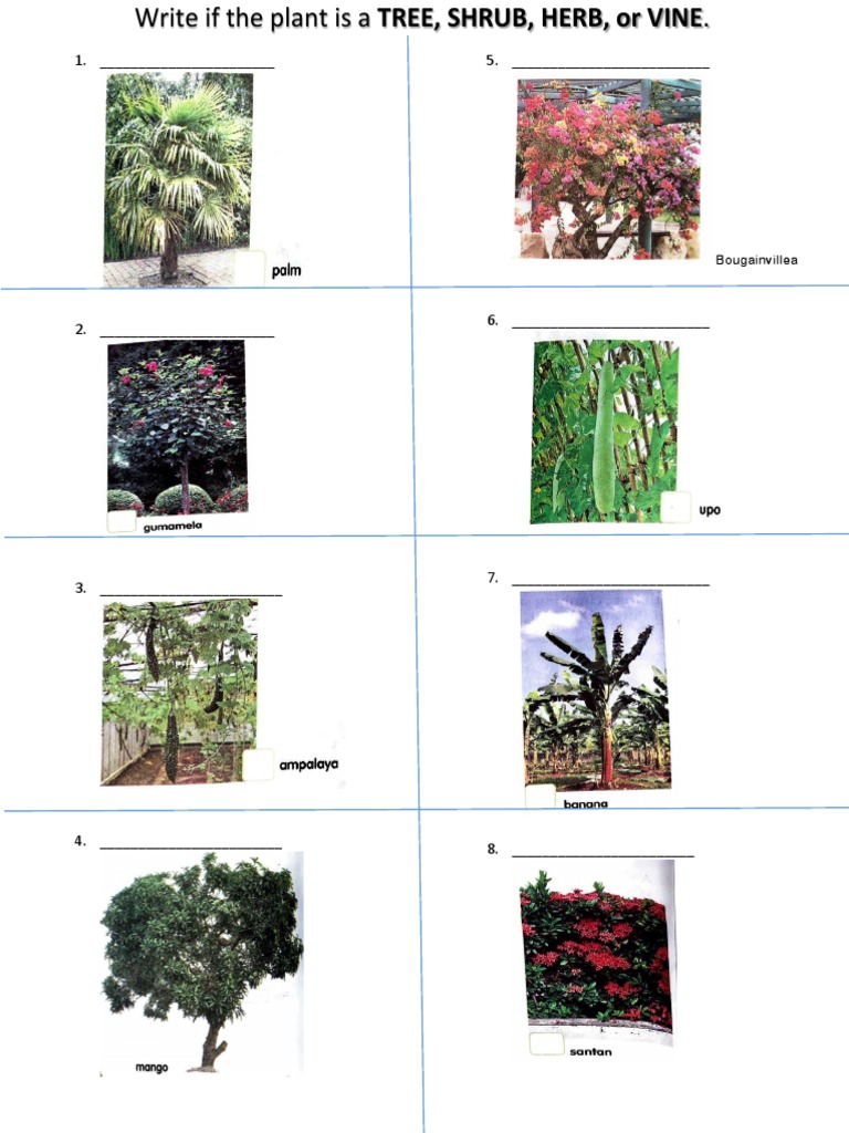 Science Worksheets | PDF | Plants | Trees