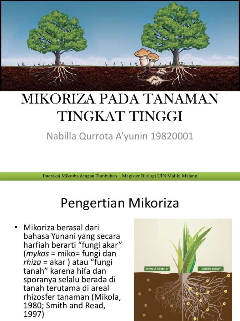 Mikoriza Pada Tanaman Tingkat Tinggi | PDF