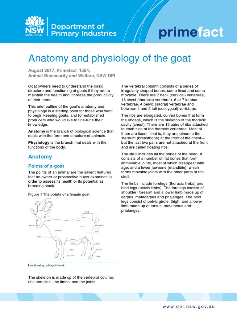 Anatomy and Physiology of The Goat PDF | PDF | Vertebra | Digestion