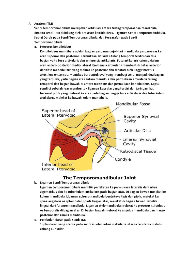 Anatomi TMJ | PDF