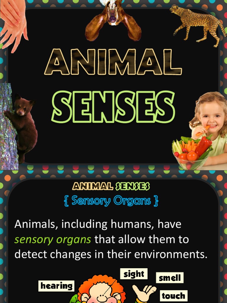 Animal Senses Powerpoint | PDF | Senses | Taste