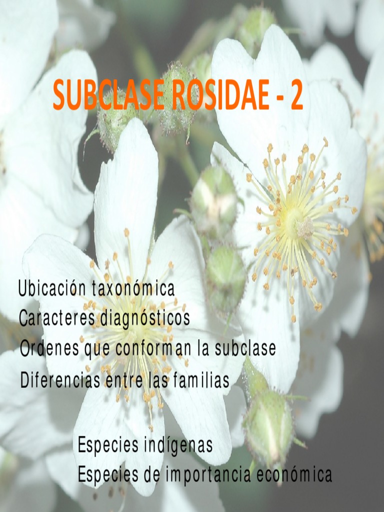 Rosidae | PDF | Fruta | Flores