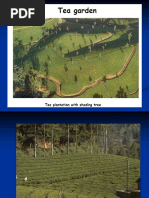 CTC Tea Production Process Overview | PDF | Tea | Leaf