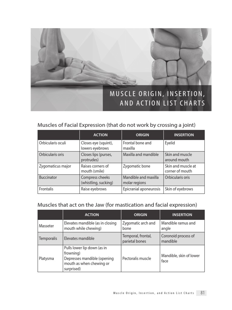 14 Muscle Charts PDF | PDF | Shoulder | Pelvis