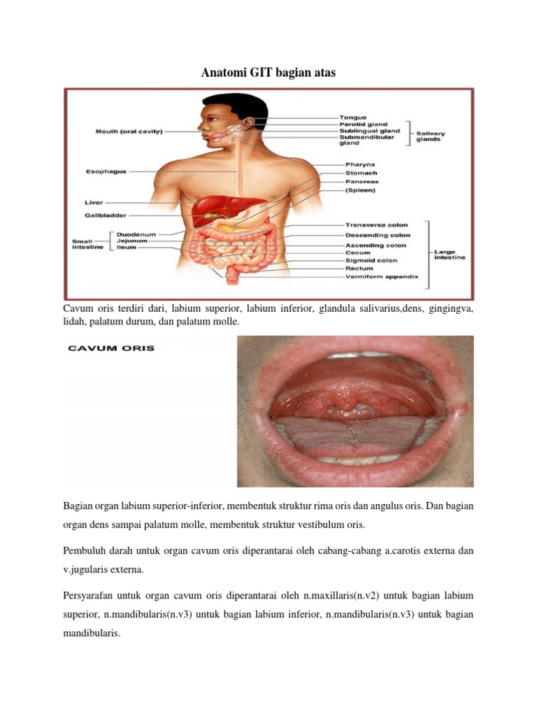 Makalh Anatomi GIT Bagian Atas | PDF