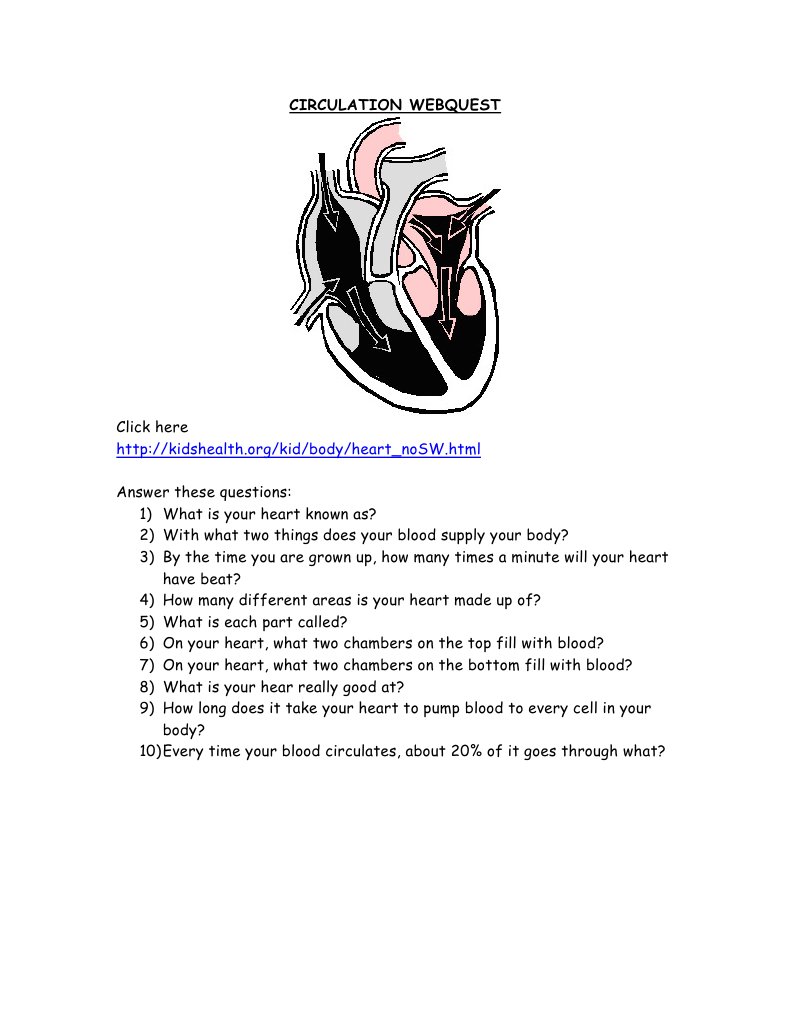Heart and Circulatory System Webquest | PDF