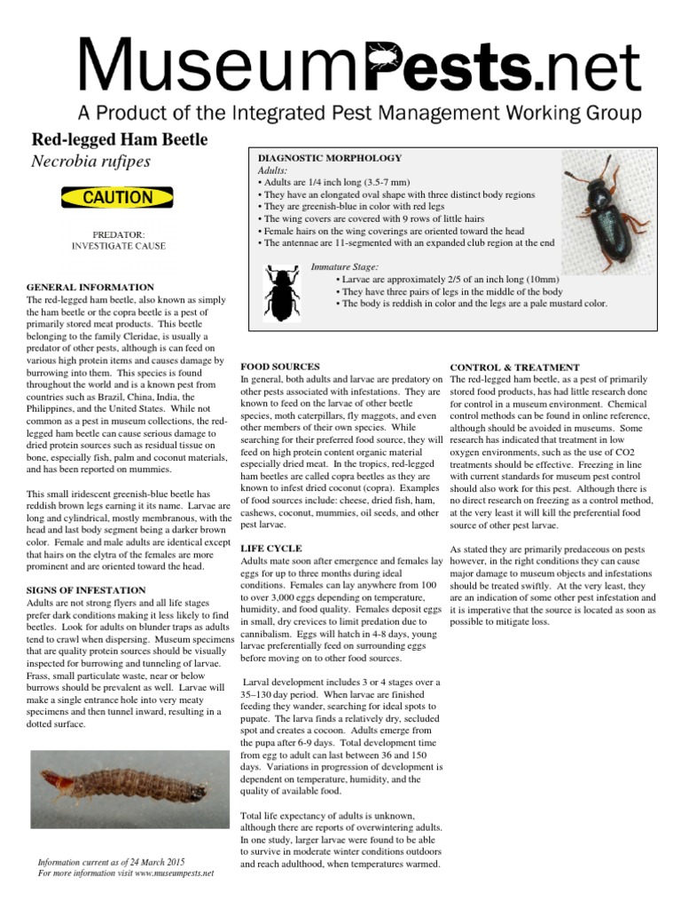 Copra Bug - Fact Sheet | PDF | Beetle | Insects