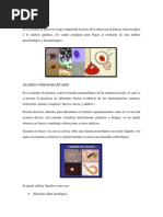 Cápsula de Glisson | PDF | Tejido adiposo | Riñón