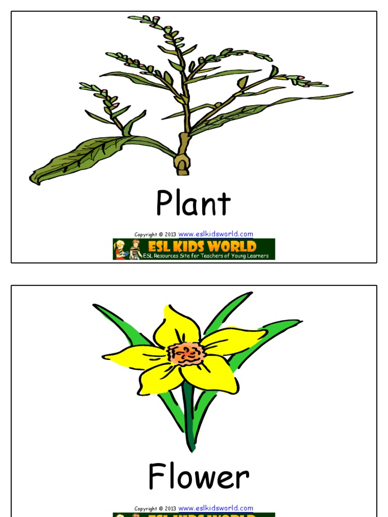 Plant and Nature Flashcards PDF | PDF