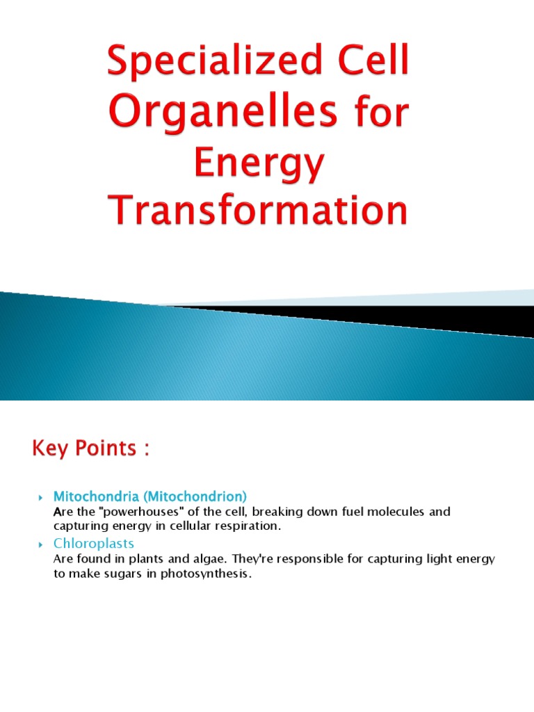 Specialized Cell Organelles For Energy Transformation | PDF