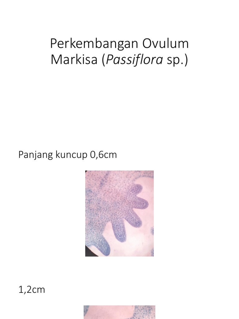 Perkembangan Ovulum Markisa (Passiflora SP) PDF PDF | PDF | Griya ...