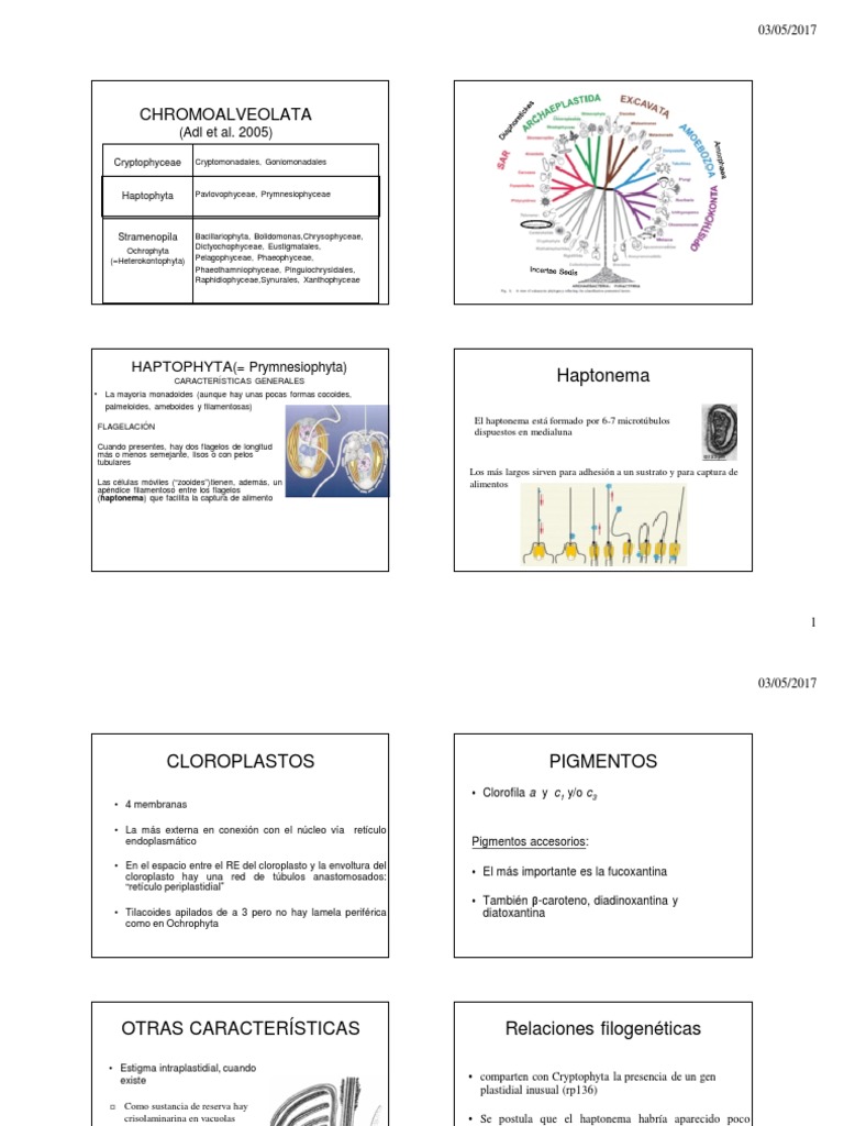 Características de Haptophyta | PDF | Biología | Organismos