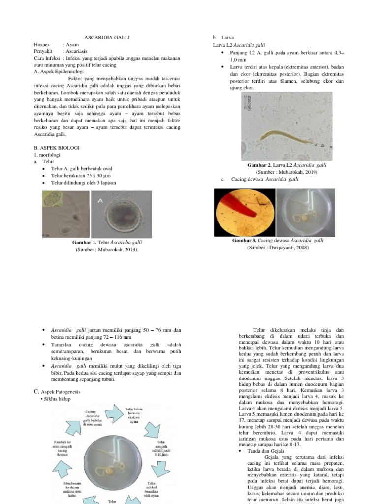 Ascaridia Galli Fix | PDF