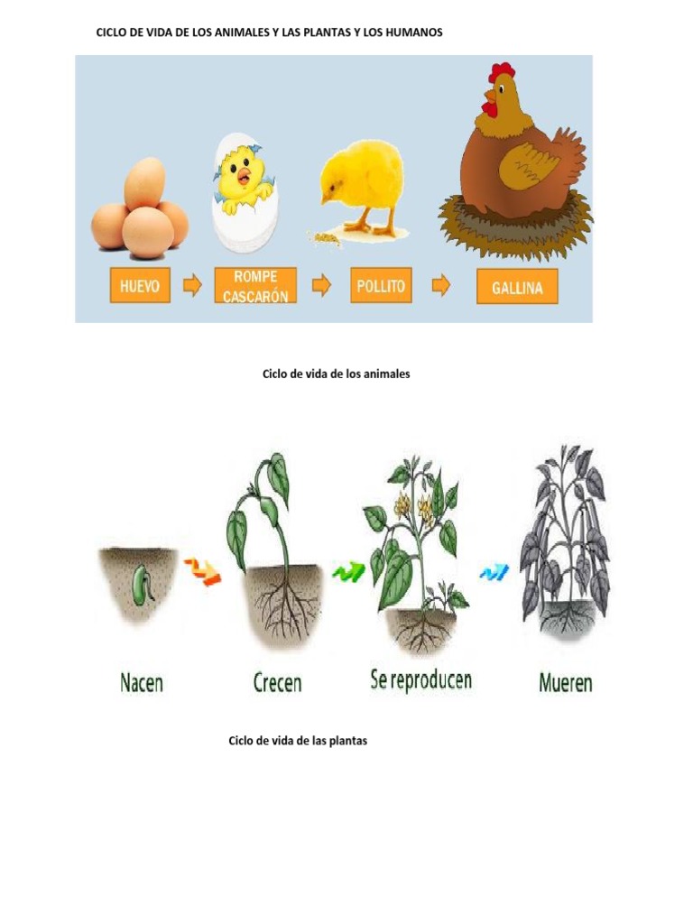 CICLO DE VIDA DE LOS ANIMALES Y LAS PLANTAS Y LOS HUMANOS.docx CICLO DE VIDA DE LOS ANIMALES Y LAS PLANTAS Y LOS HUMANOS.docx