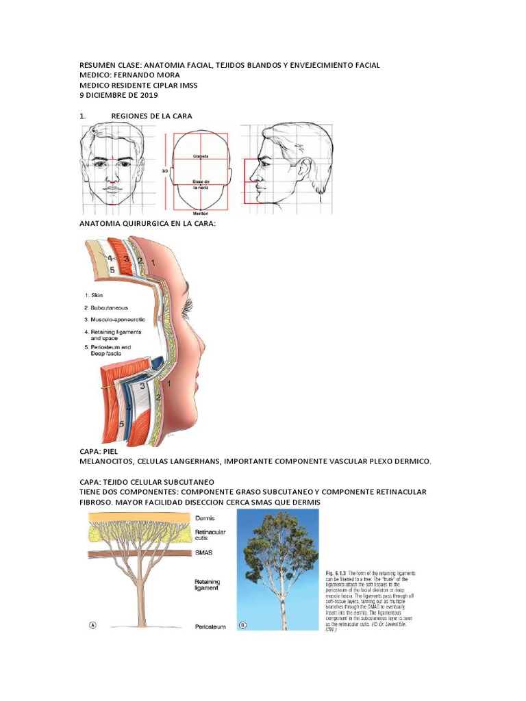 Resumen Clase Anatomia Facial - Smas | PDF | Piel | Anatomía