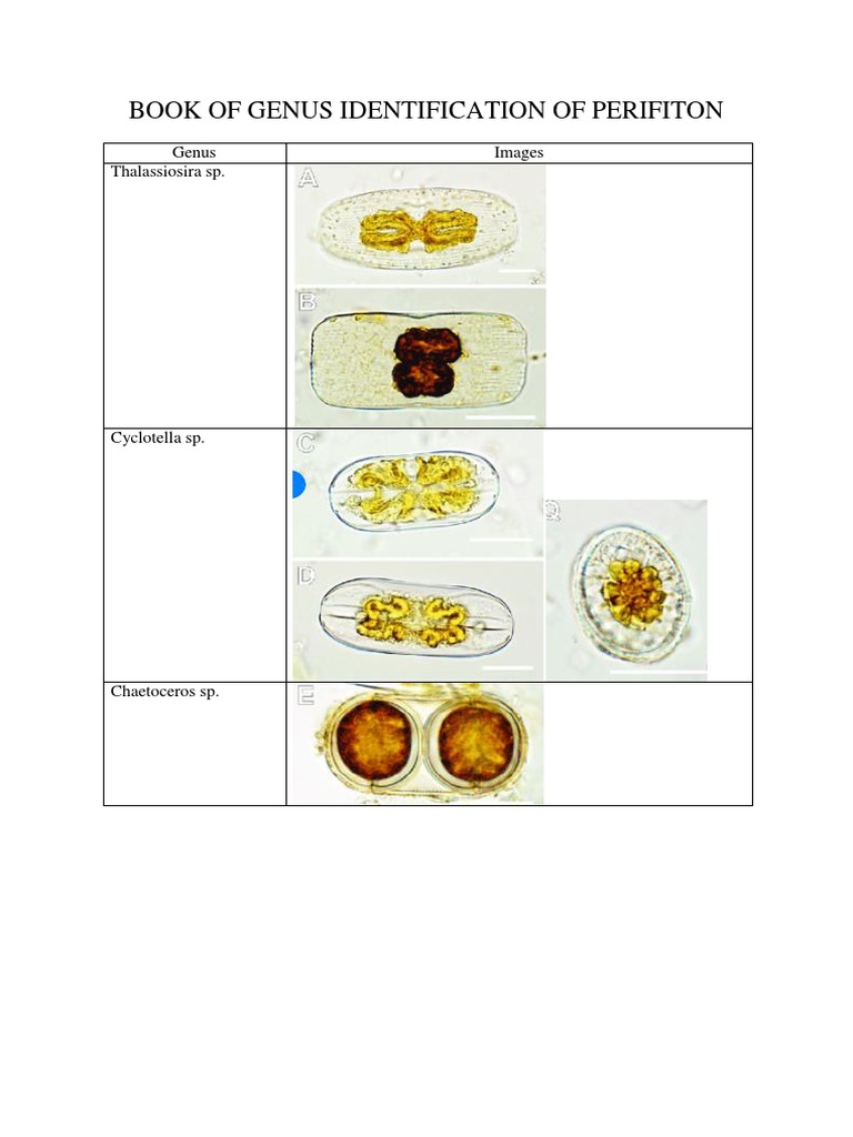 A Comprehensive Guide to Common Freshwater Phytoplankton, Periphyton ...