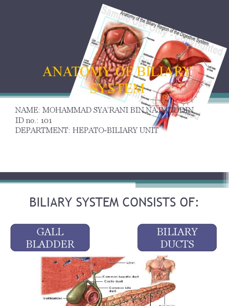 Anatomy of Biliary System | PDF | Liver | Gallbladder