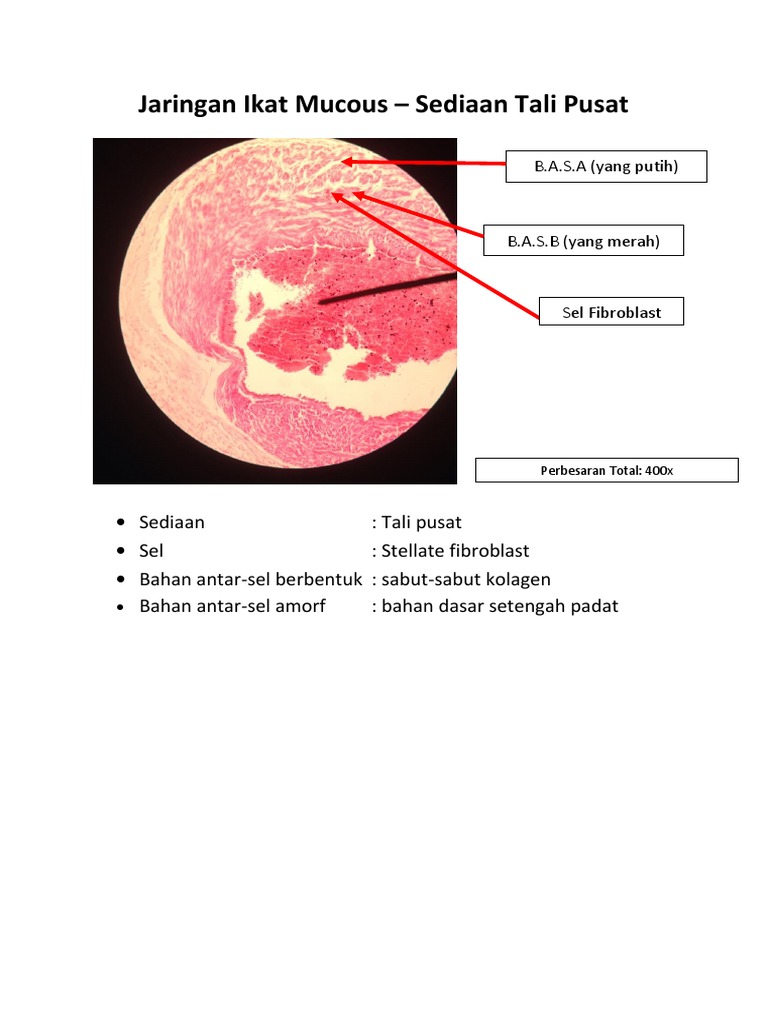 Praktikum 1 - Histologi Jaringan | PDF