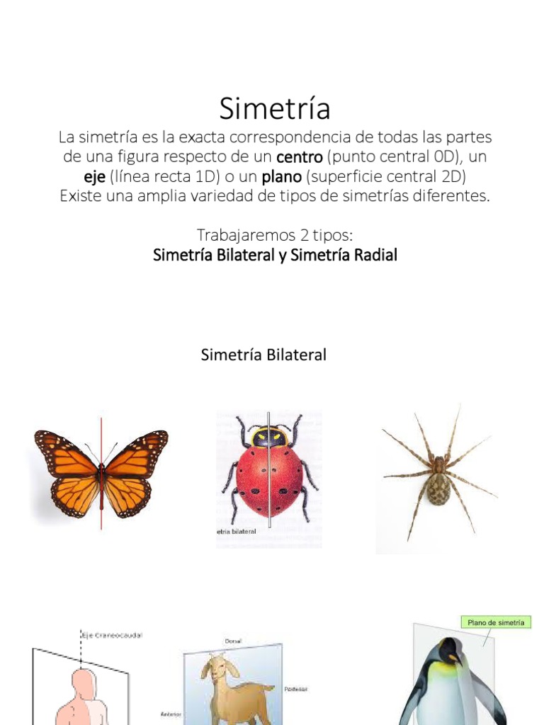 Simetría Bilateral y Radial | PDF