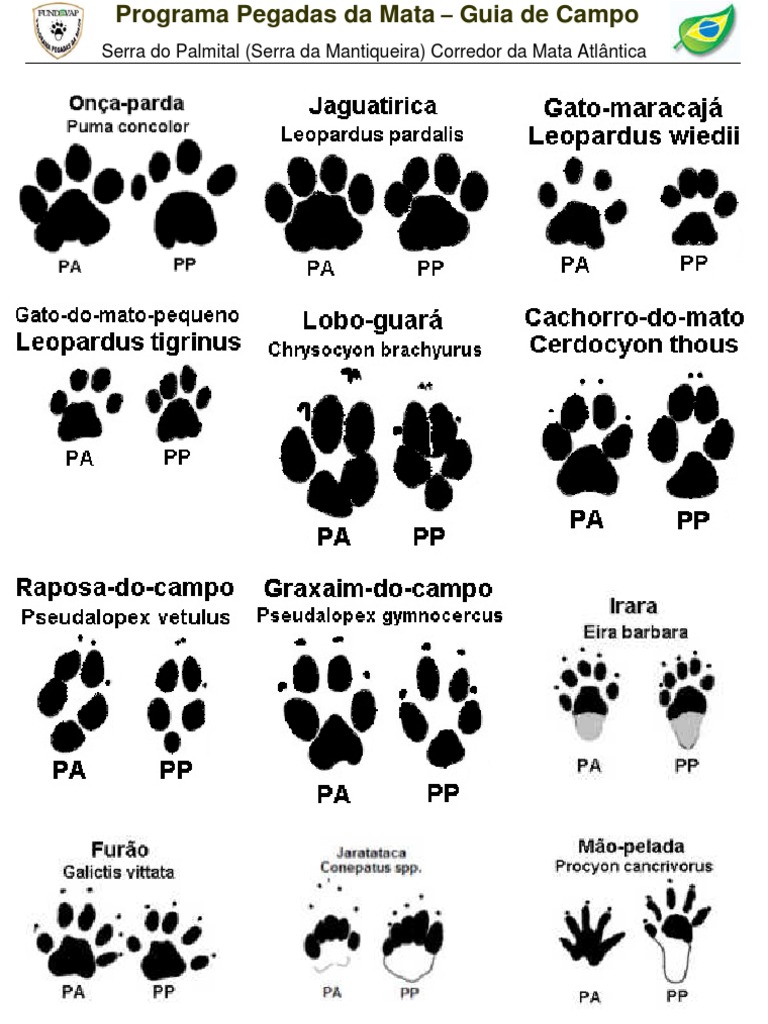 Guia de Pegadas | PDF