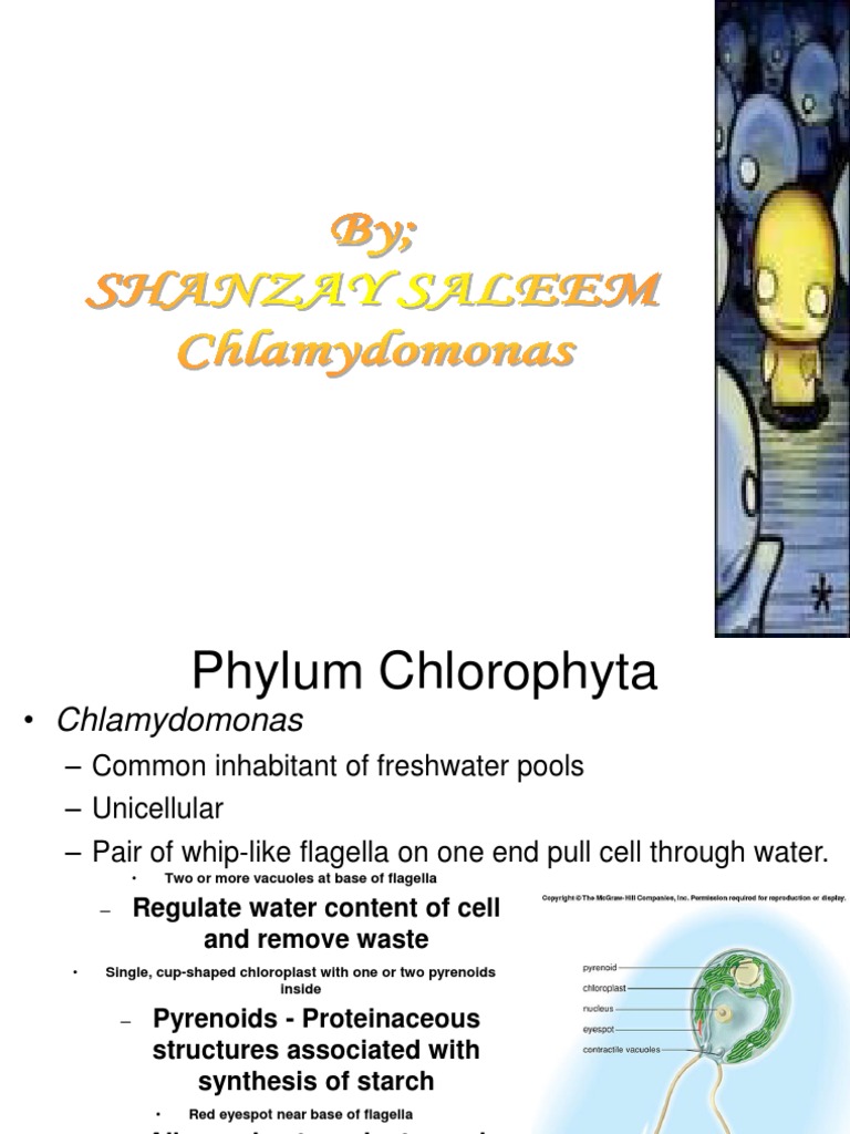 Algal Species | PDF | Spore | Sexual Reproduction