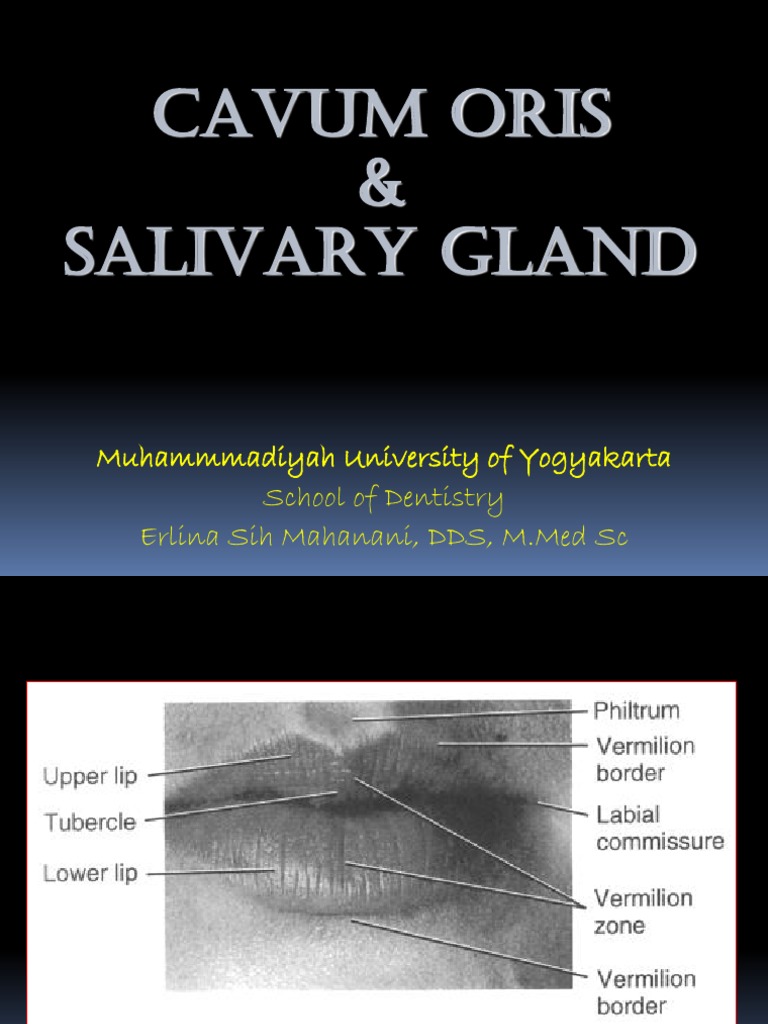 Cavum Oris & Salivary Gland Block 3 | PDF | Epithelium | Animal Anatomy