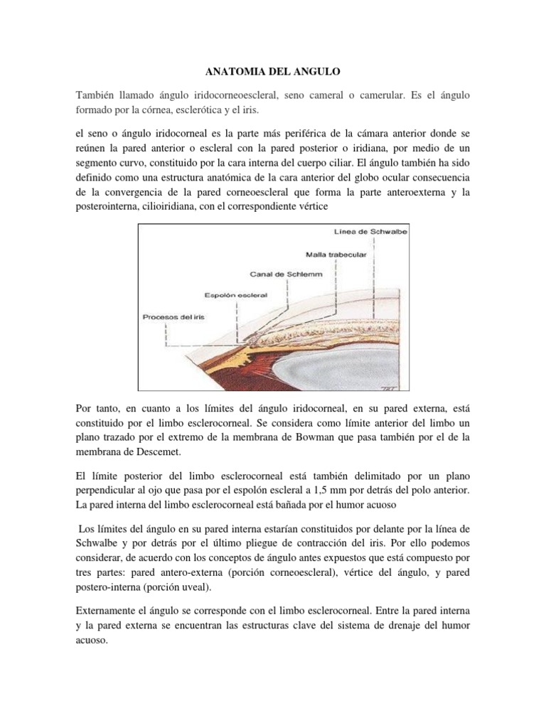Anatomia Del Angulo | PDF | Glaucoma | Ojo humano