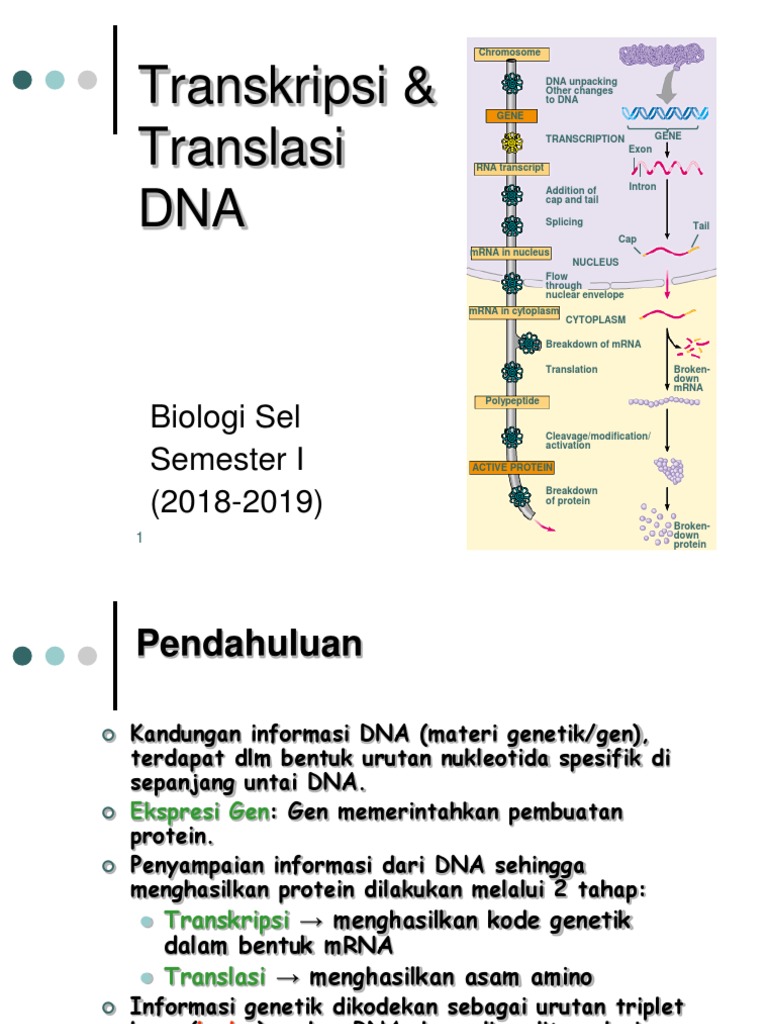 Proses Transkripsi dan Translasi DNA | PDF