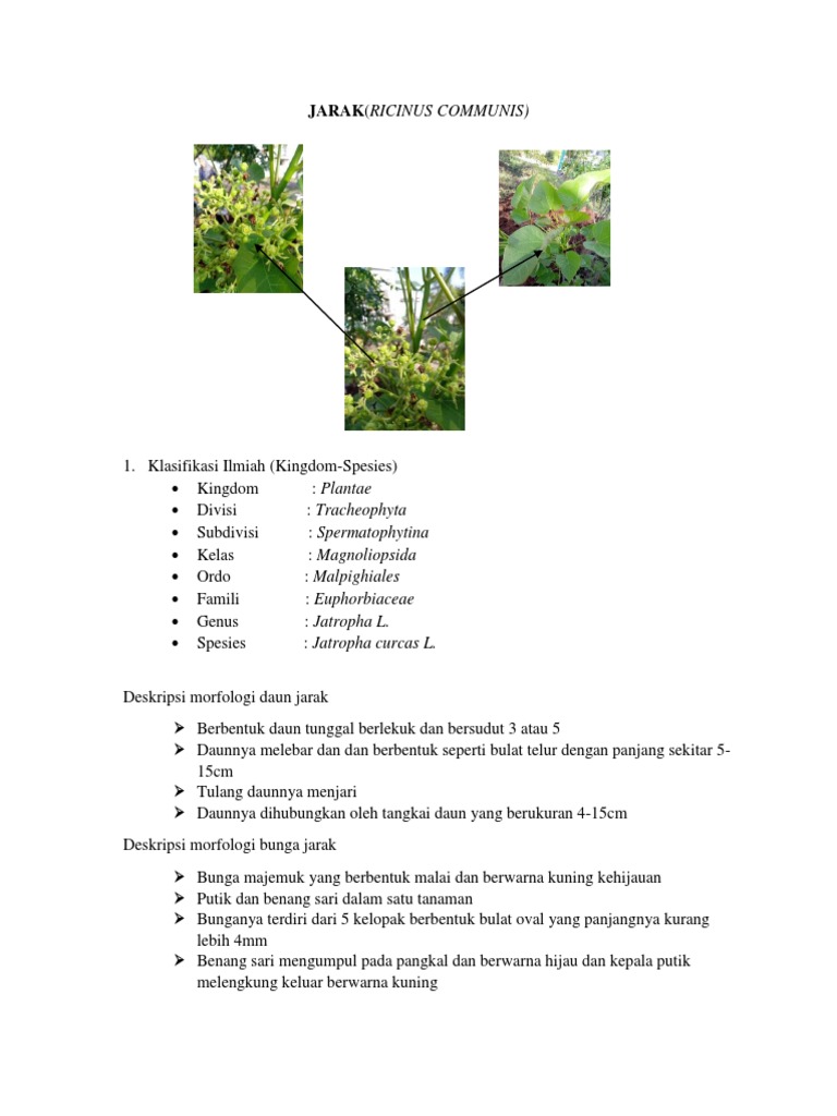Klasifikasi Pohon Jarak | PDF
