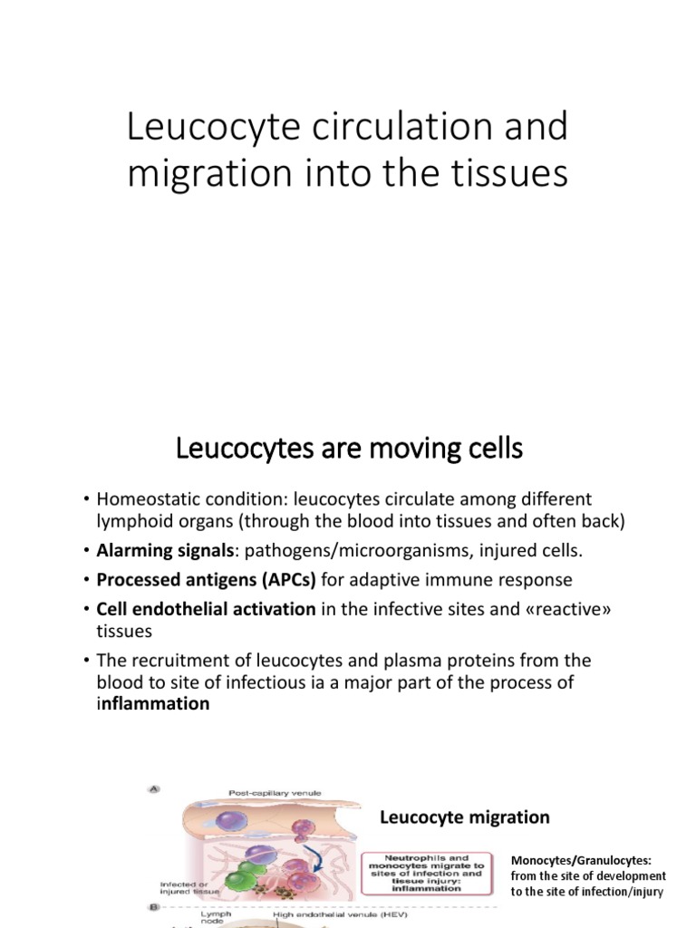 Leucocyte Circulation and Migration Into The Tissues | PDF | Chemokine ...