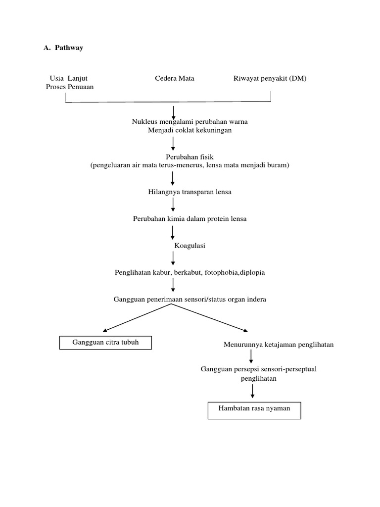Pathway Katarak | PDF
