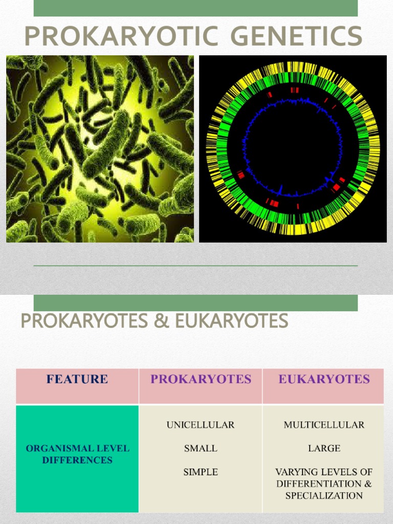 Prokaryotic Genetics Overview | PDF | Transformation (Genetics) | Dna