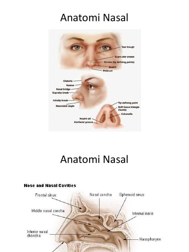 Anatomi Nasal | PDF
