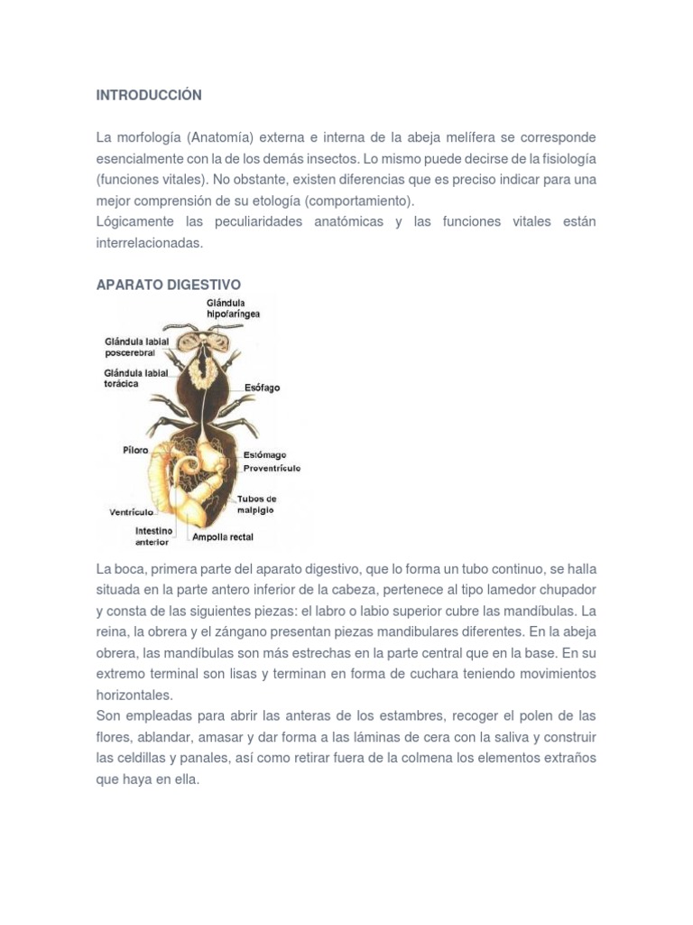 Anatomia Apicola 2 | PDF | Abejas | Testículo