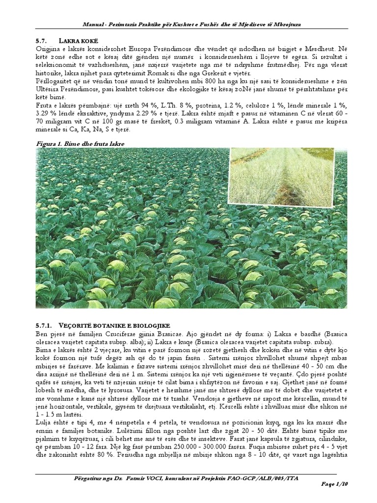 Lakra Lulelakra Dhe Brokoli Kultivimi Agri | PDF