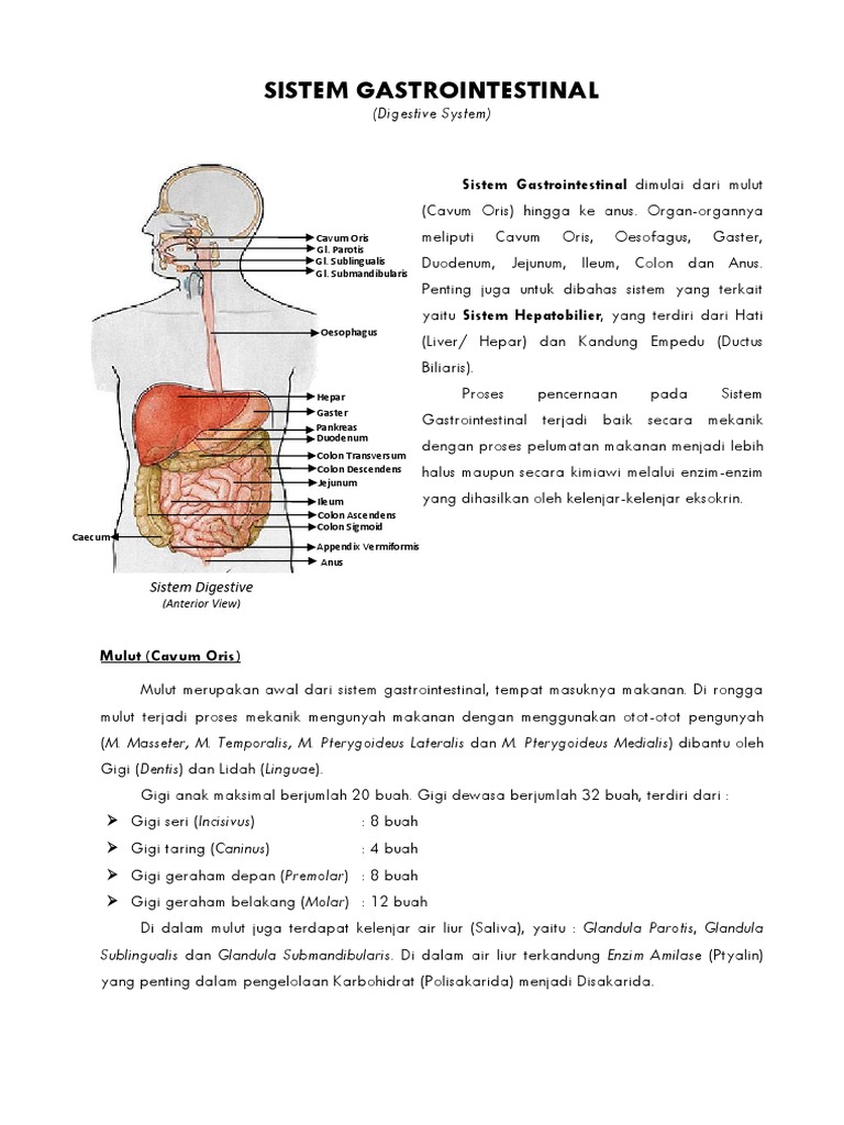 Sistem Gastrointestinal | PDF