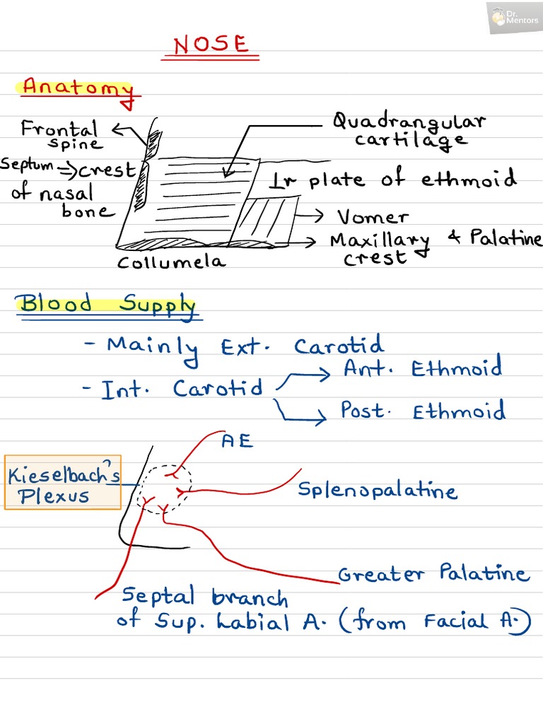 Nose Pdf Pdf Human Nose Human Anatomy